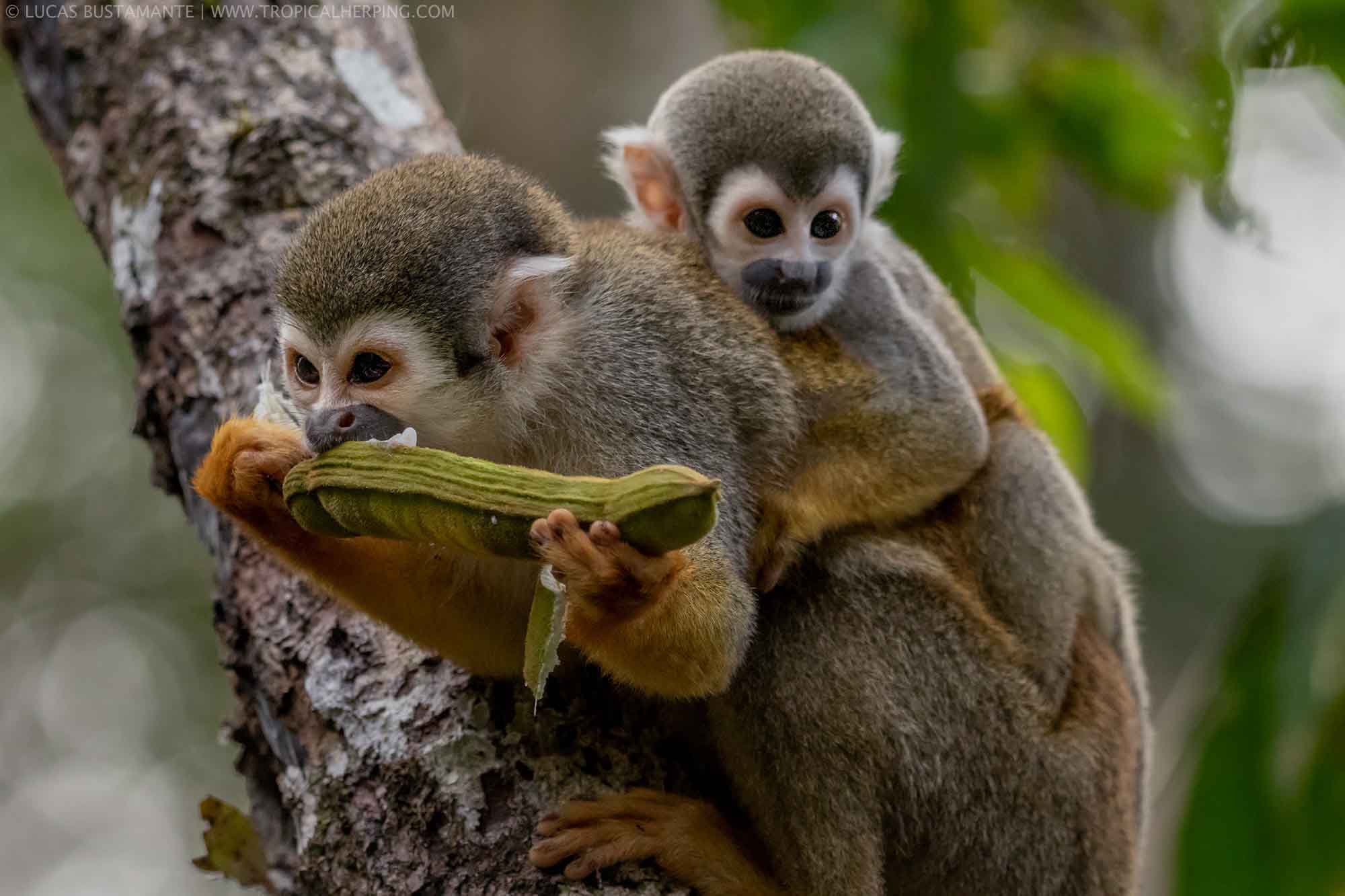 4-Day Premium Tour | Napo Wildlife Center